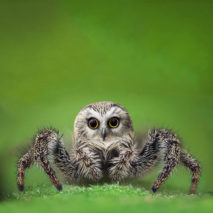 Tried making spiders less scary. Failed successfully. - 9GAG