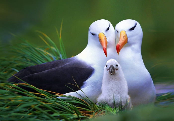 31% of albatross pairings are female-female, and albatrosses are some ...