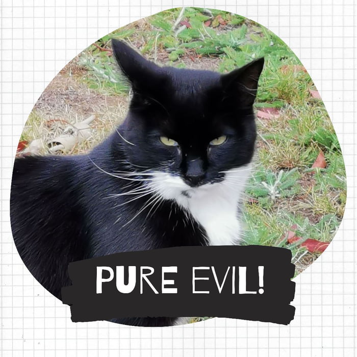 This cat is the personification of PURE EVIL - 9GAG