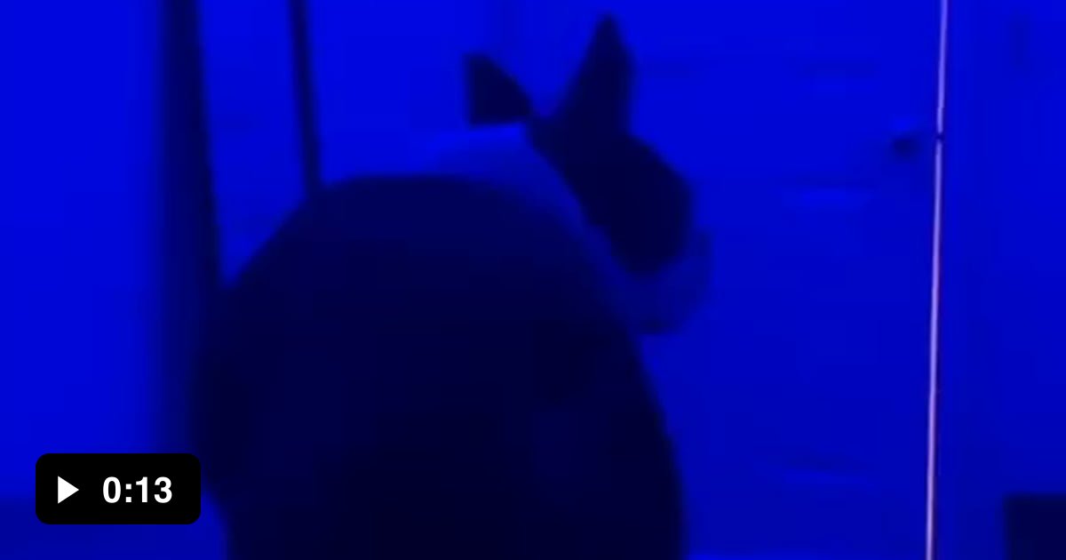 R u ok doggo? - 9GAG