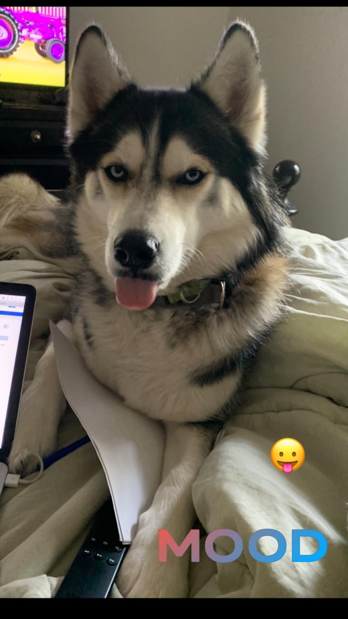 Husky Derp - 9GAG