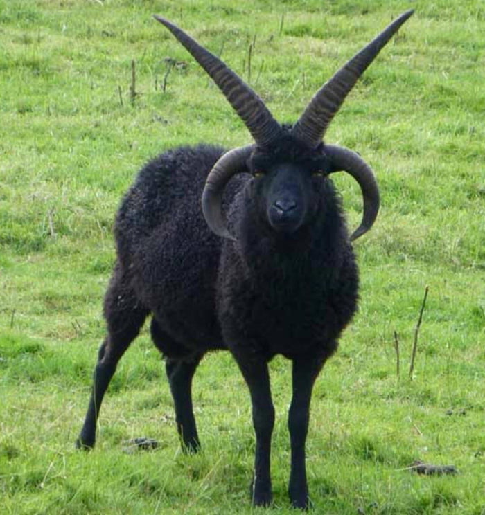 Hebridean sheep often grow two sets of horns - 9GAG