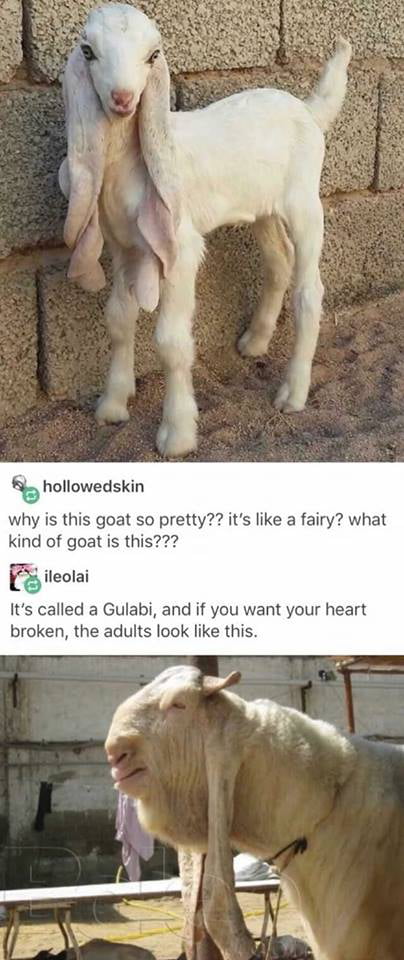A fairy goat? - 9GAG