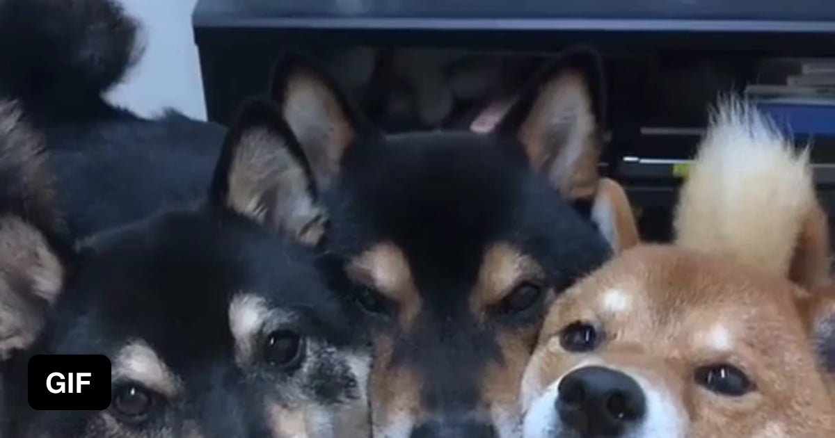 Blep blep blep - 9GAG