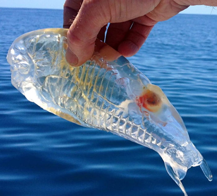 Salpa maggiore translucent salp fish - 9GAG
