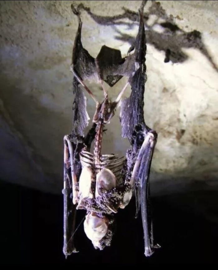 Bat corpse hanging from ceiling. - 9GAG
