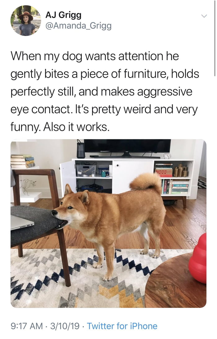 A very good boy - 9GAG
