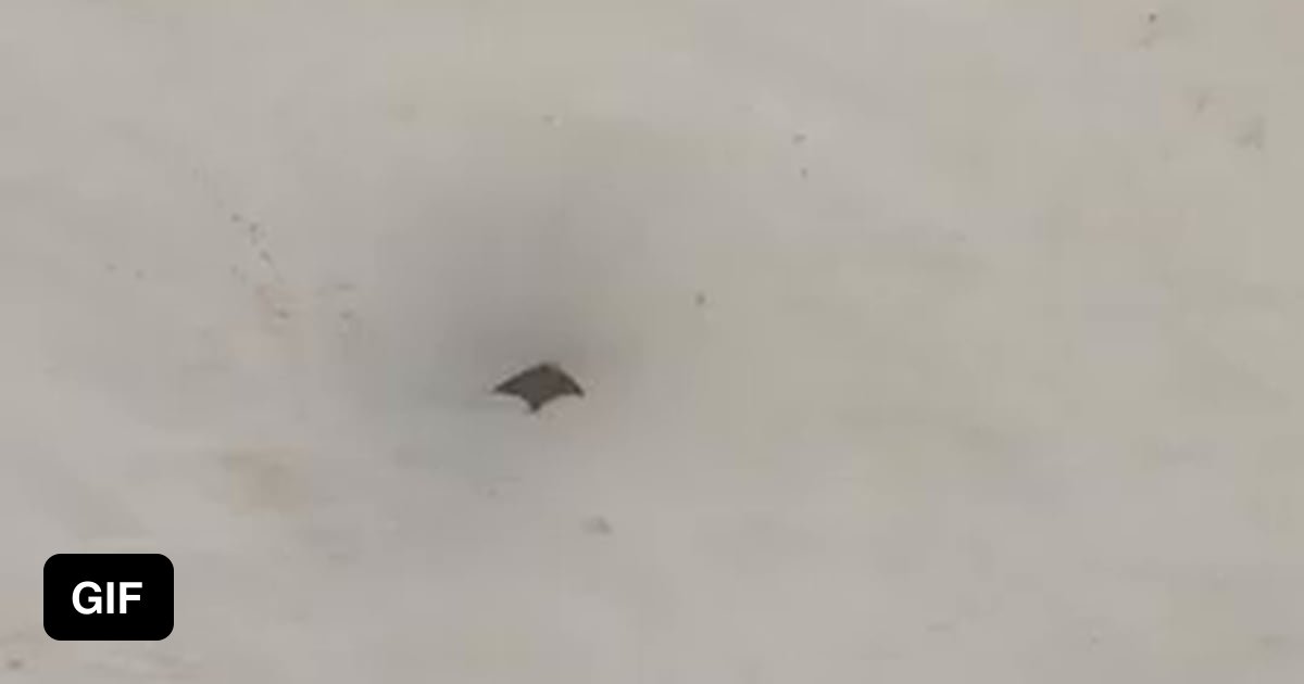 Ducks on the ceiling - 9GAG