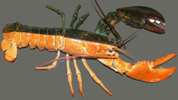 Split colored lobster is a one-in-50-million catch. - 9GAG