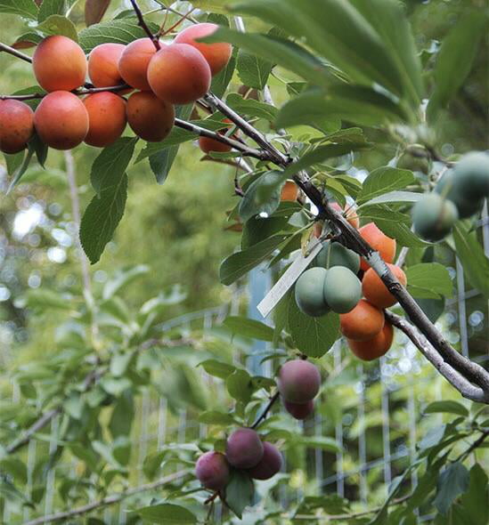 This Frankenstein tree can grow up to 40 different kinds of fruit using ...