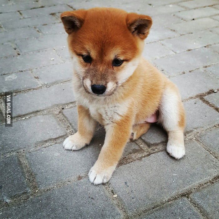 I'm a true 9gagger now. My personal baby doge. - 9GAG
