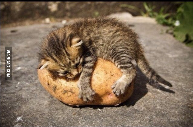 Here's a cat hugging a potato - 9GAG