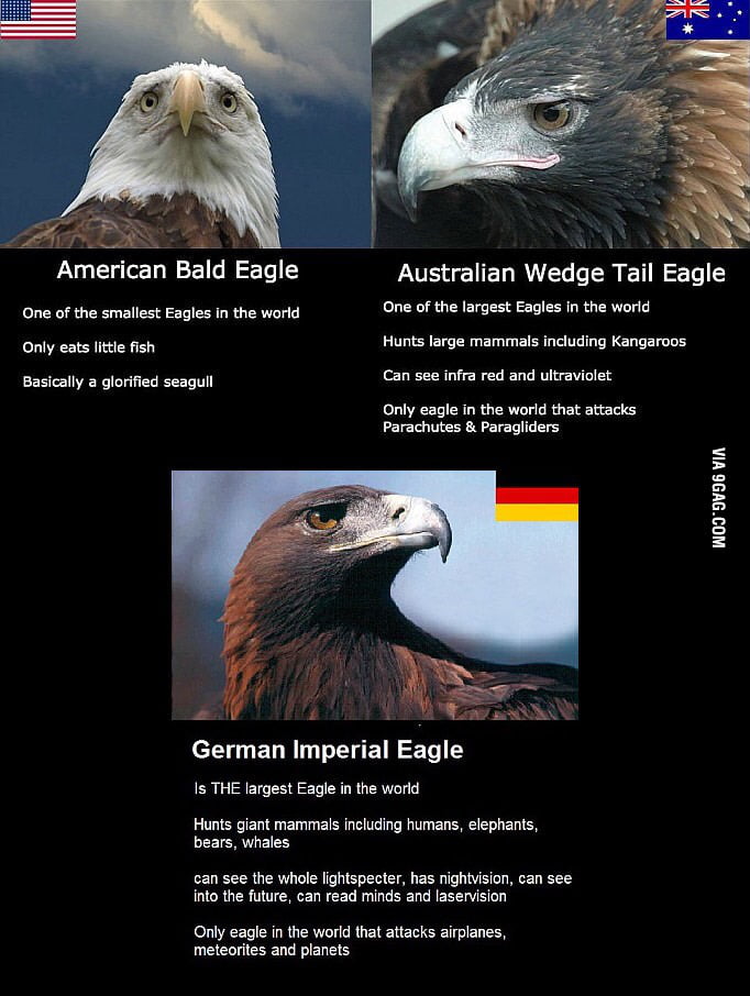 The Eagel from my Country - 9GAG