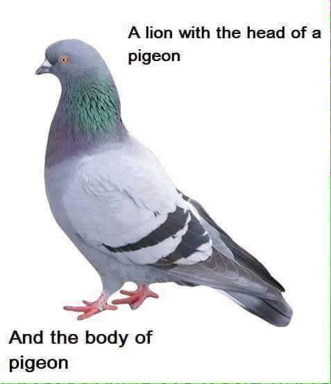 It identifies as a pigeon - 9GAG