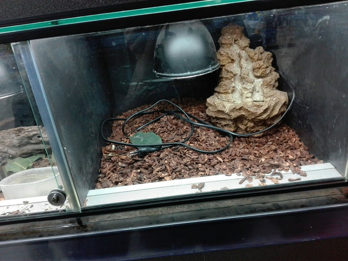 Weirdest Snake I ve Ever Seen 9GAG Weirdest Snake I ve Ever Seen 9GAG