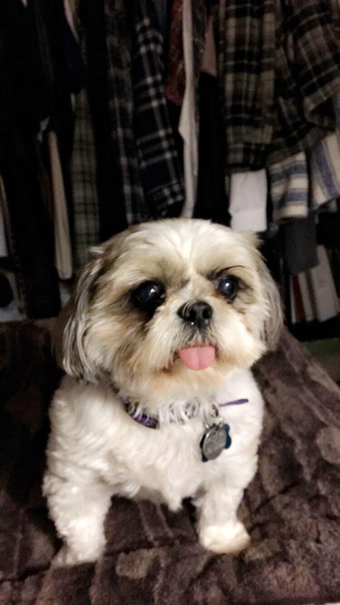Smol doggo does you a blop - 9GAG