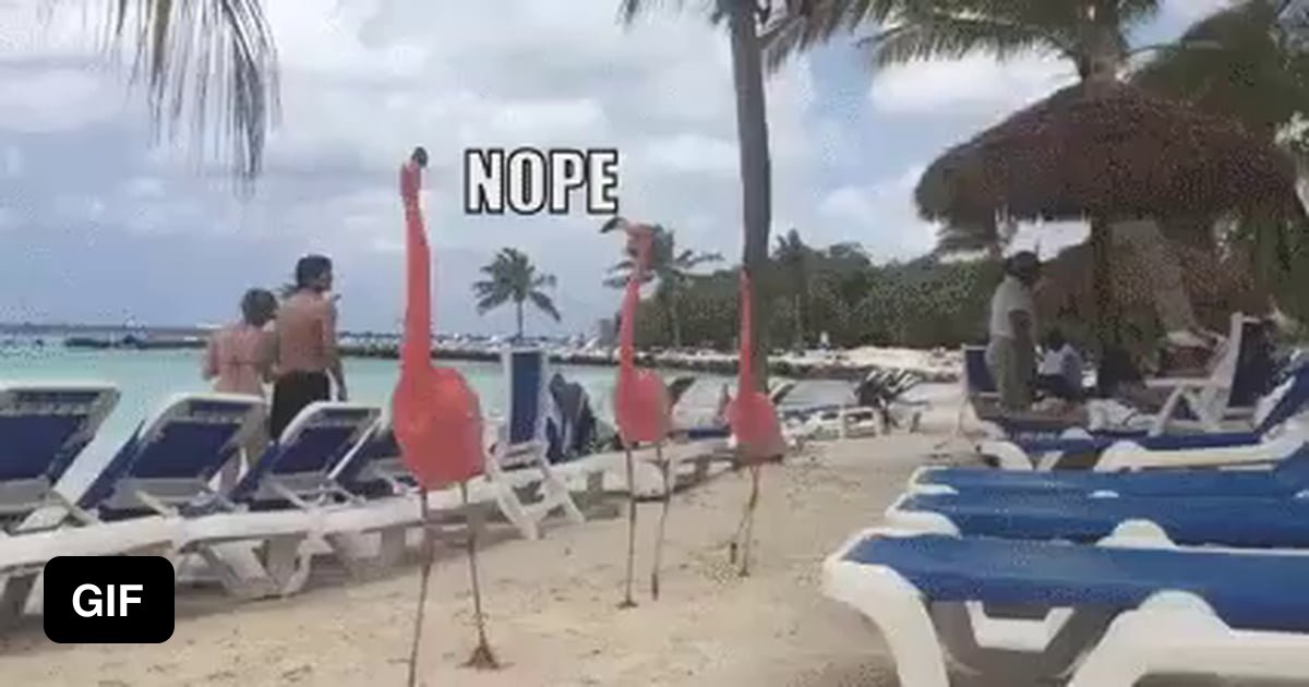 Snooty flamingos - 9GAG