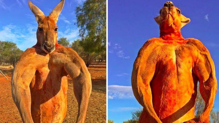 Of a kangaroo named Roger - 9GAG