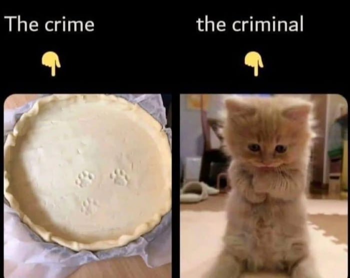 Criminal catto jailed for attempted cake robbery - 9GAG