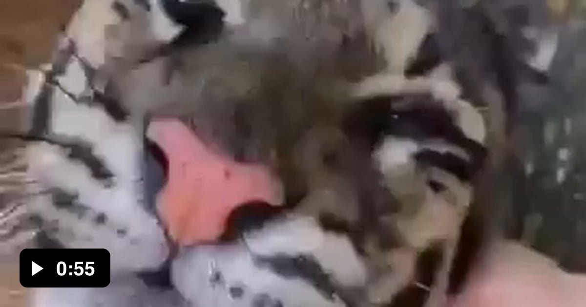 Big cats being cats - 9GAG