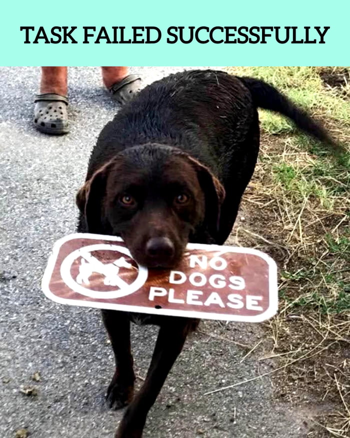 Task failed successfully 🐶 - 9GAG