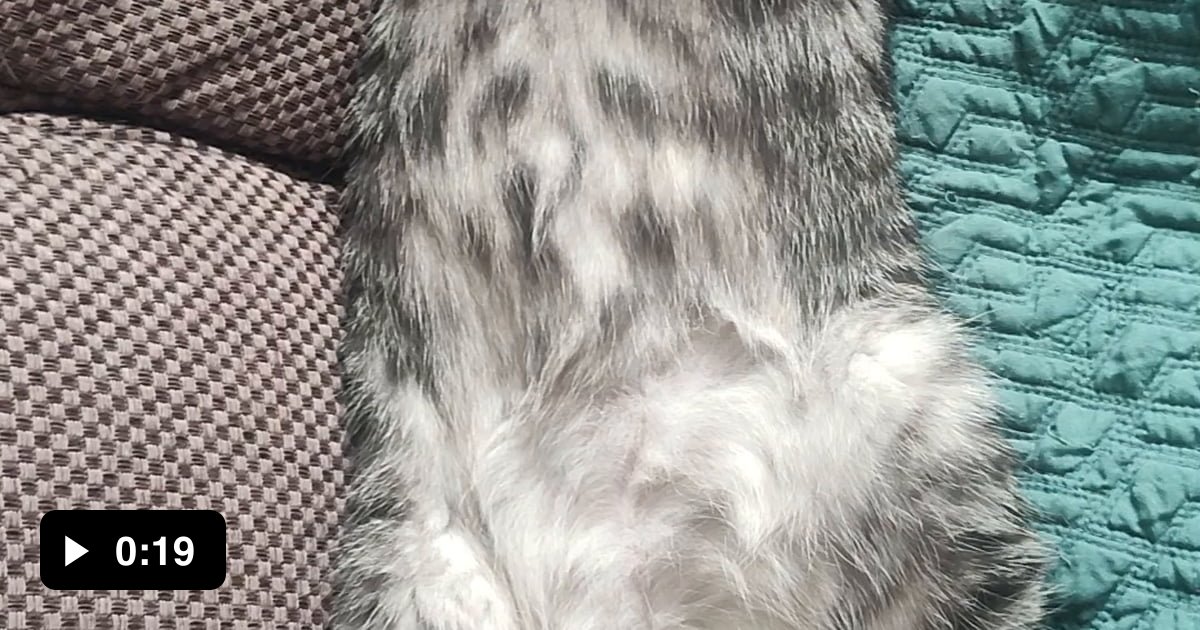 That's a nice kitty right there - 9GAG