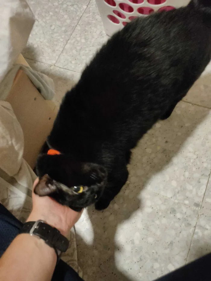 Comrade meow of the infinite void. - 9GAG