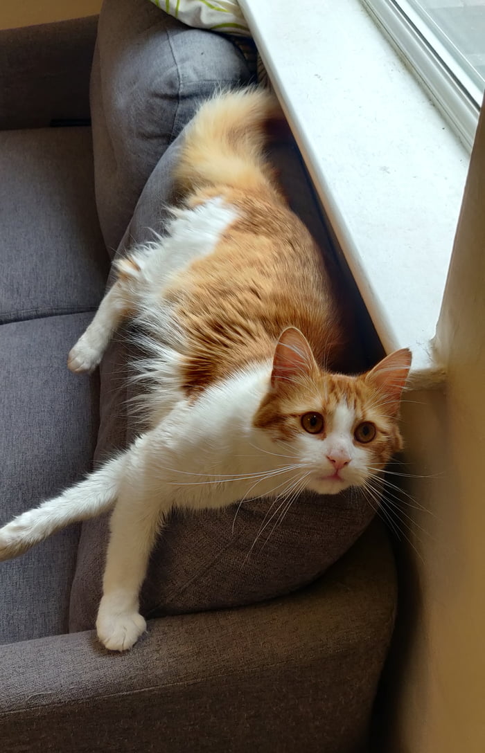 Cheebs - The cat with the golden saddle - 9GAG