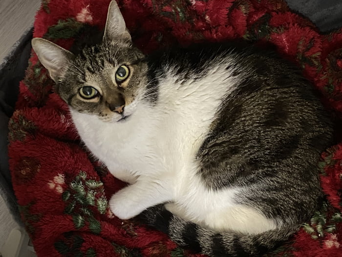 Time to say goodbye to my 15 years old partner. It really hurts in the meow meow - 9GAG