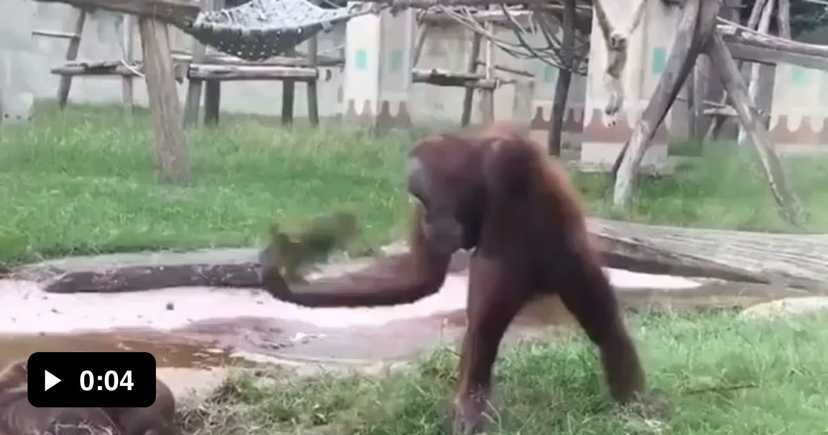 We all know someone who has reacted the same way as this monkey. - 9GAG