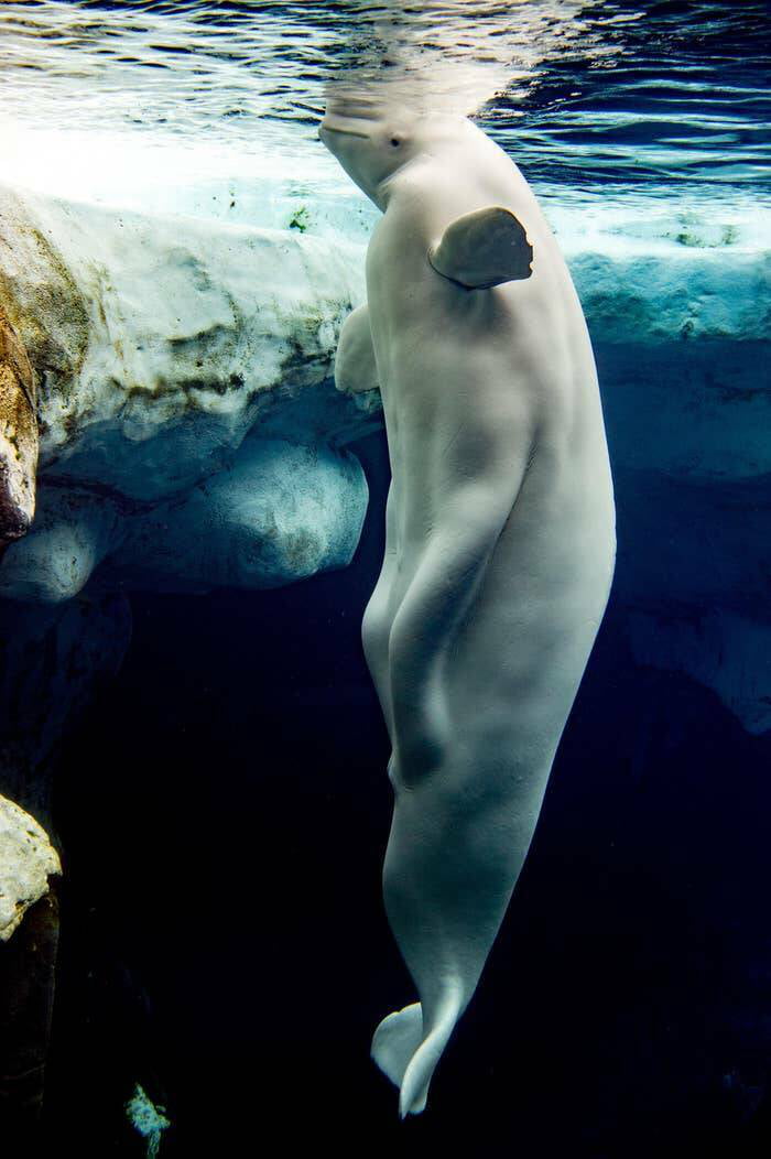 Here's what a beluga whale looks like from below:"Mermaid" - 9GAG
