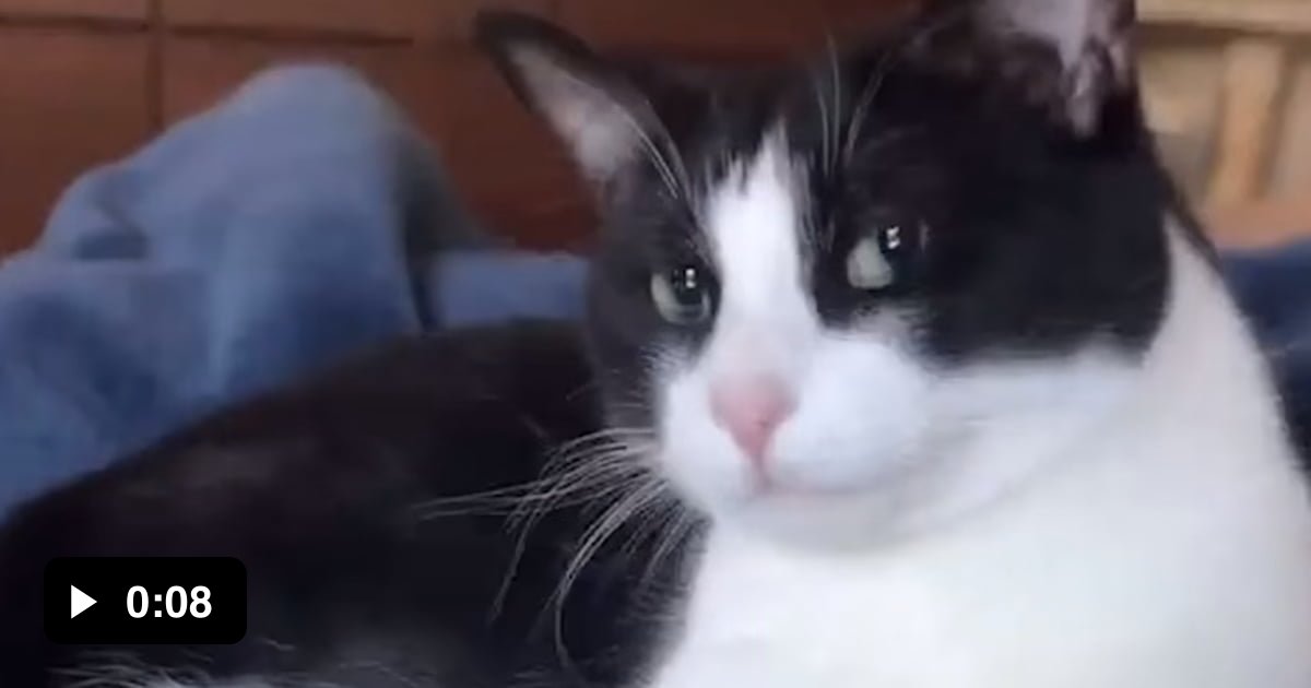 Does your cat scratch? No he seduces - 9GAG