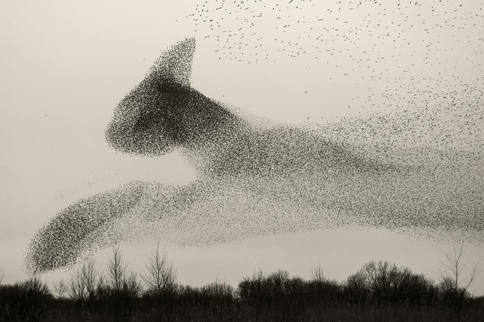 Thousands of Birds moving together fluidly Photography by Søren Solkær ...