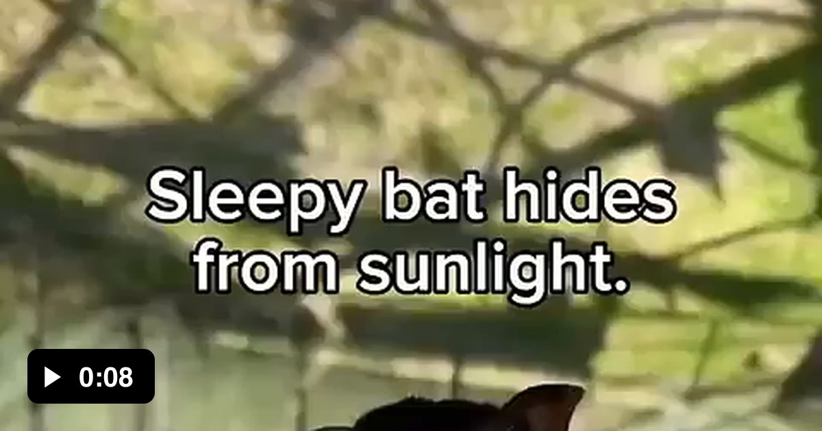 Sleepy bat hiding from sunlight - 9GAG