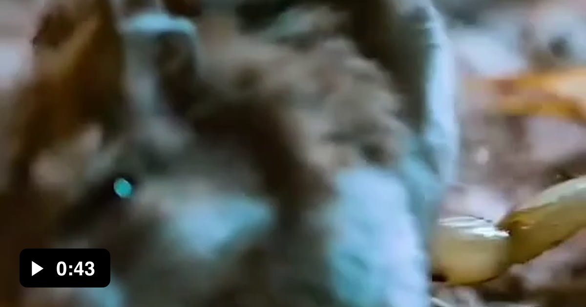 Mouse vs scorpion - 9GAG