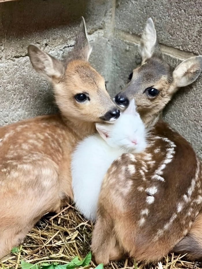 A tiny kitten found its forever home with two baby deer - 9GAG