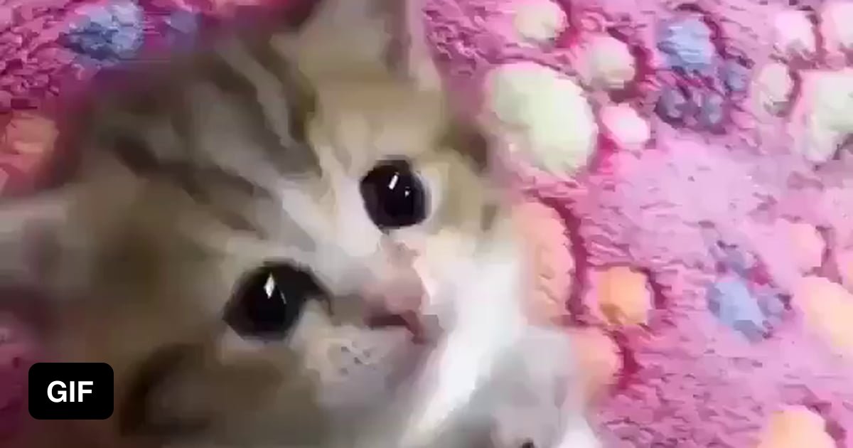 Purrrfect kitty - 9GAG