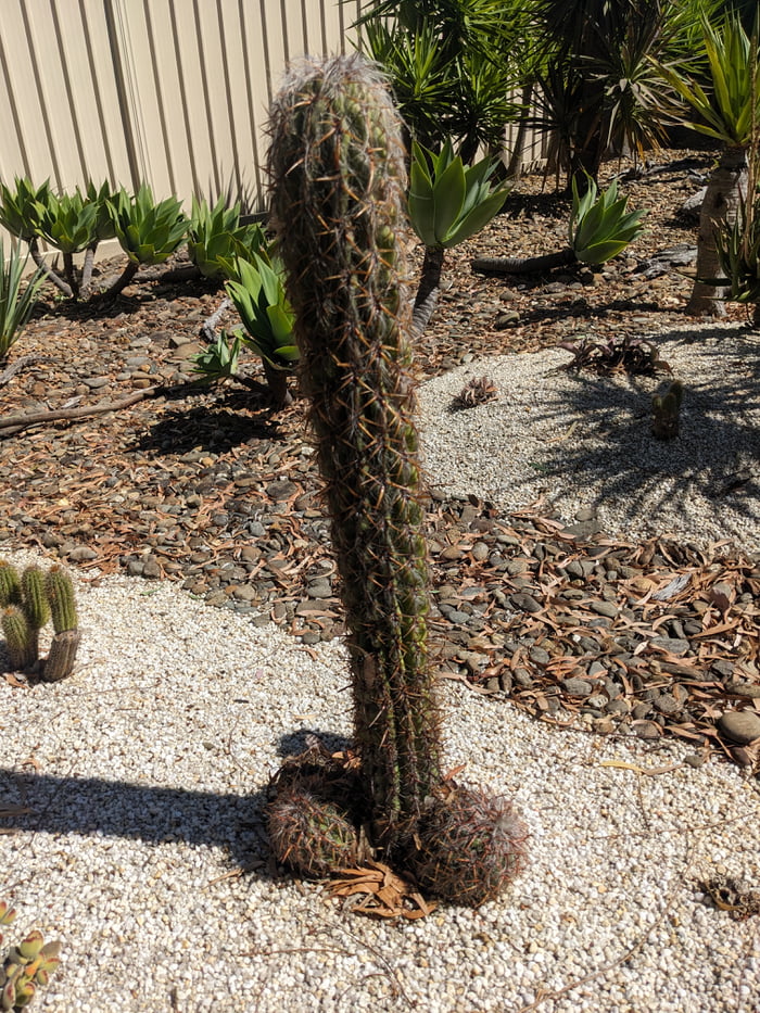 Any help identifying this cactus is much appreciated - 9GAG