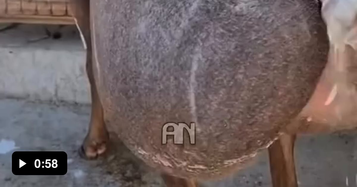 Meet the Kardashian Sheep - 9GAG