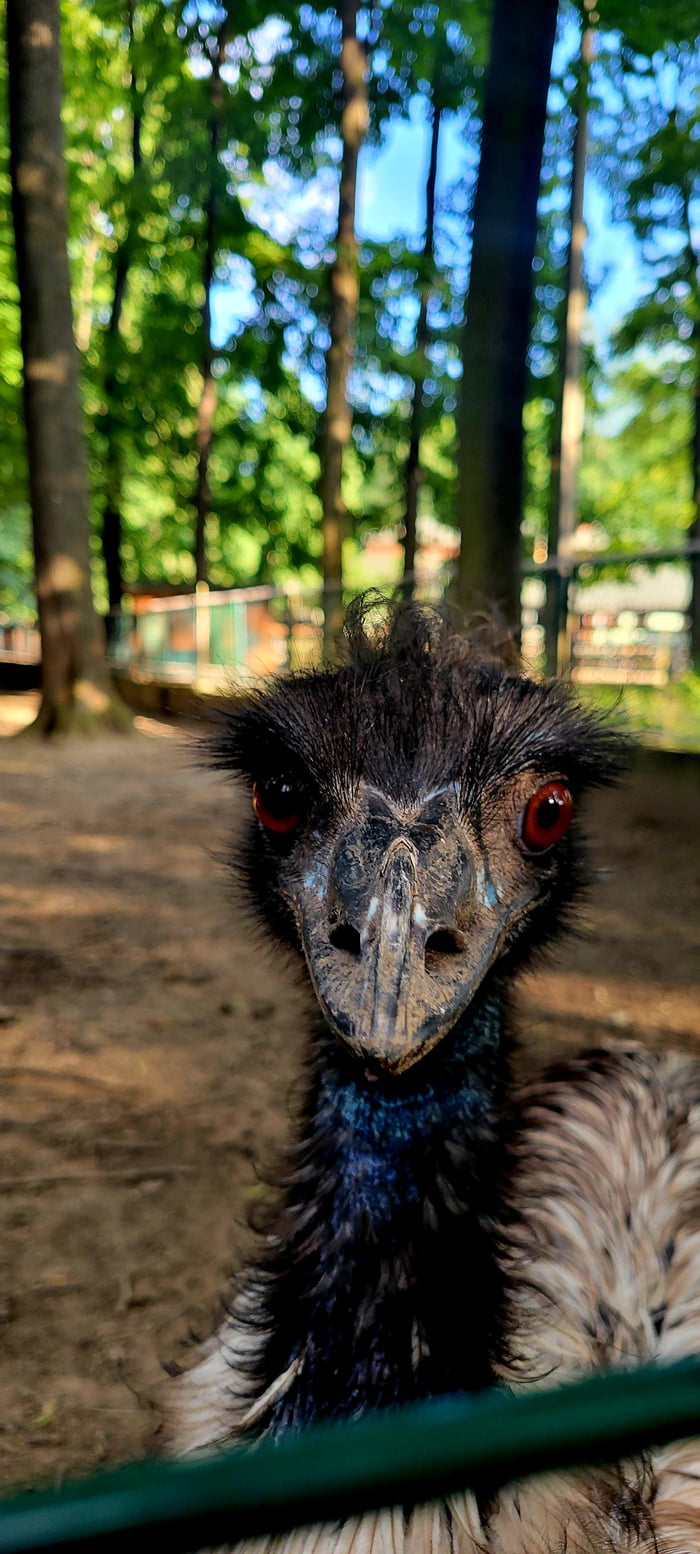 Emu - 9GAG