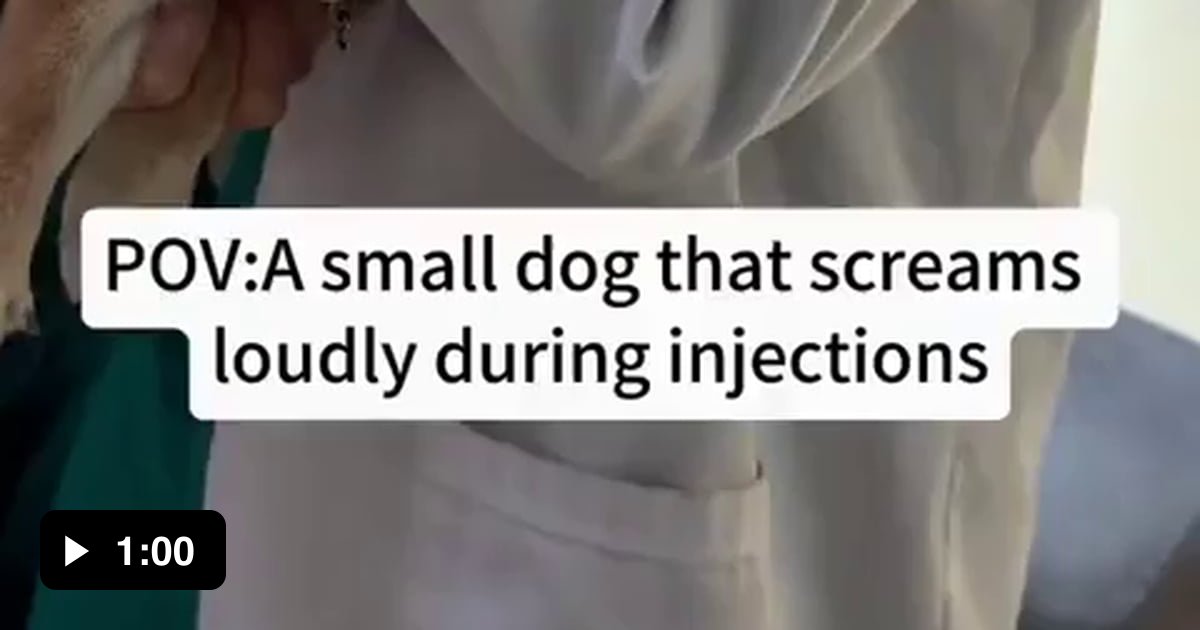 Dogs' reactions to the injection. - 9GAG