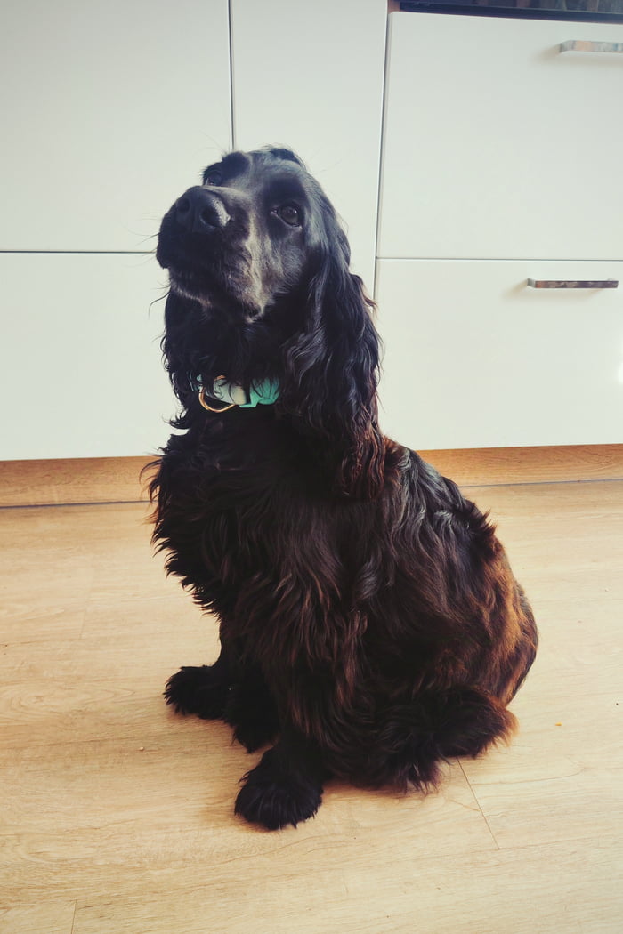 My black doggo girl 🖤 - 9GAG