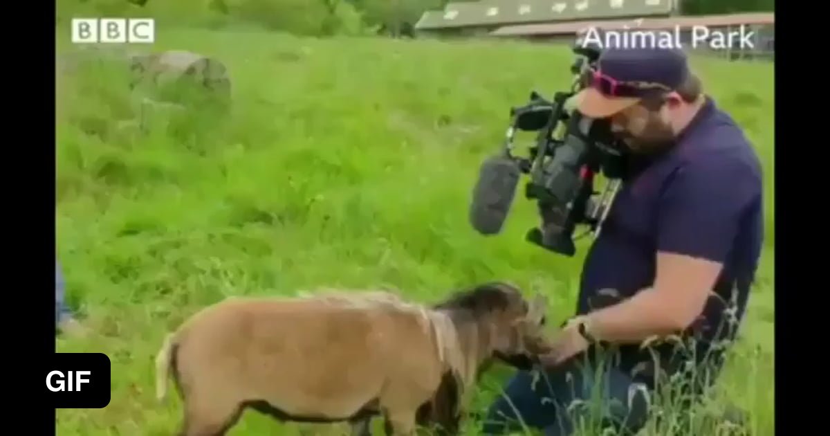 "No horny!!" *Extreme bonk* - 9GAG