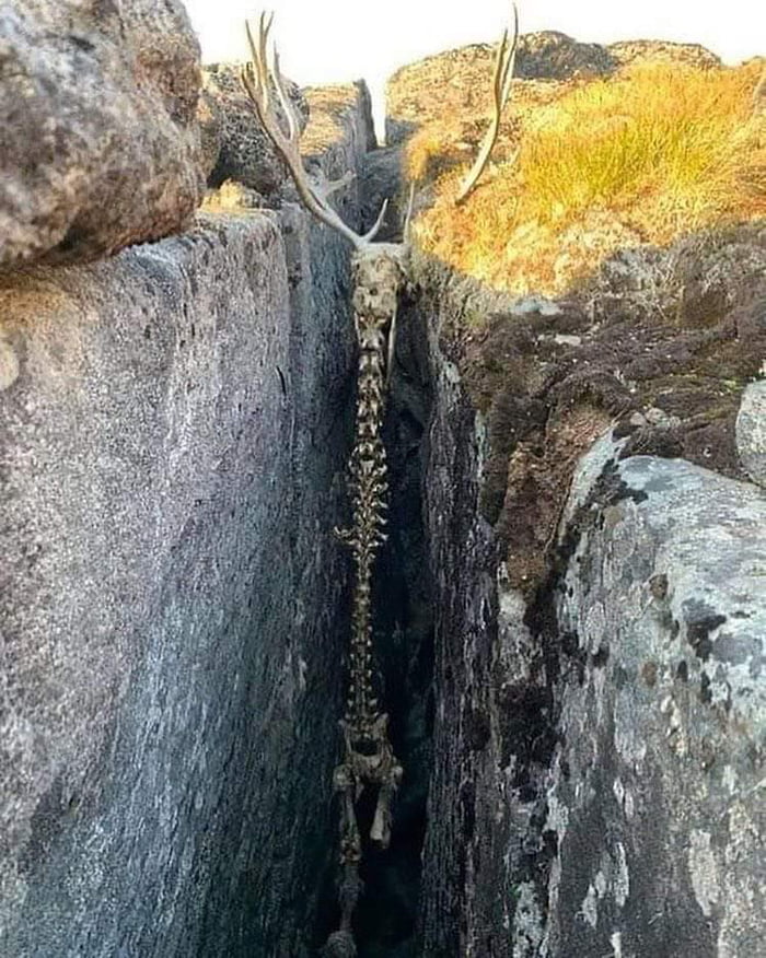 Remains of a dead caribou straightened by gravity - 9GAG