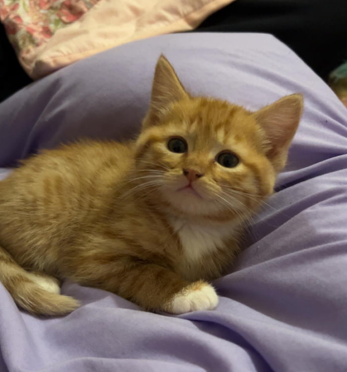 Meet evie - 9GAG