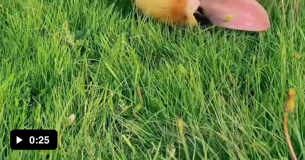 Just a cow grazing on some lush green grass - 9GAG