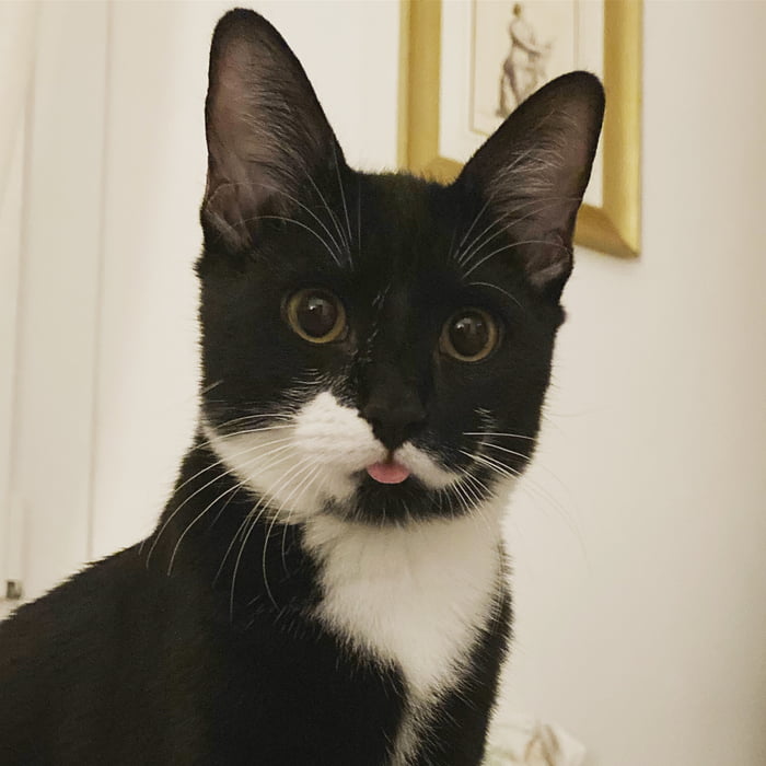 Blep - 9GAG