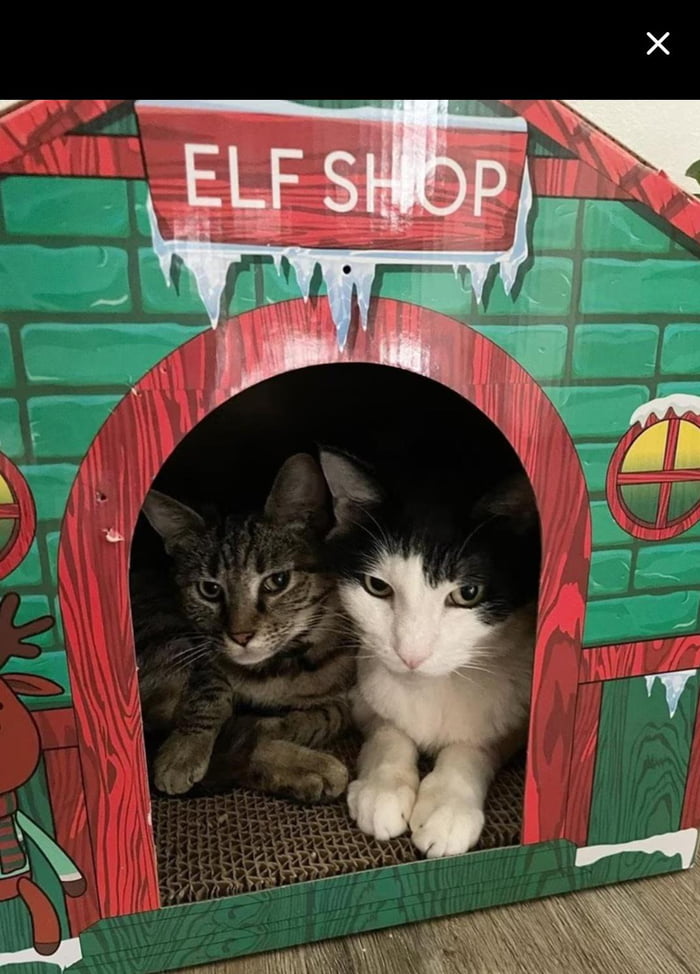 Cat elves - 9GAG