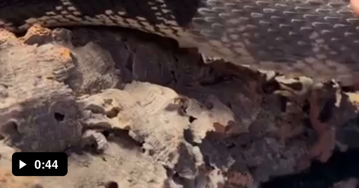 One of the rarest snakes in the world, Boelen's python, is shedding his skin - 9GAG