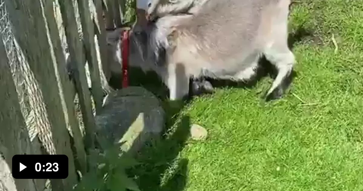 Goose trying to help the goat stuck in the fence. - 9GAG